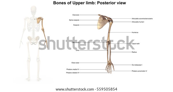 Bones Upper Limb 3d Illustration Stock Illustration 559505854