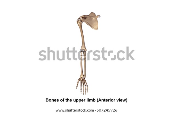Upper Limb Bone Anatomy