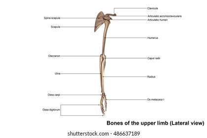 Sternum Lateral View 3d Illustration 库存插图 473967541 | Shutterstock