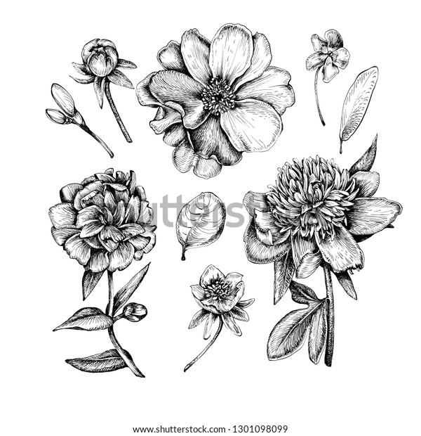 Botanical Graphic Illustration Flower Elements Handmade Stock ...