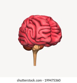 3d Render Anatomically Correct Human Brain Stock Illustration ...