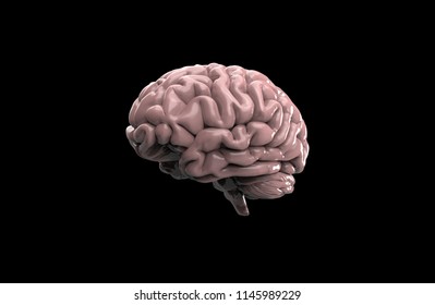 Brain 3d Render Stock Illustration 1145989229 | Shutterstock