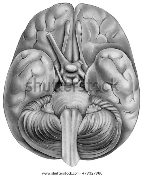 Brain Bottom View Shown Temporal Lobeolfactory 库存插图 479327980 ...