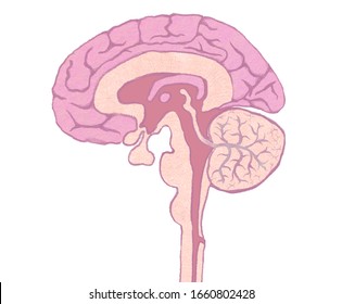 Crosssectional View Brain Medical Illustration Stock Illustration ...