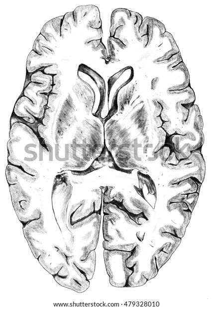 Brain Cross Section Shown Cerebral Cortex Stock Illustration 479328010
