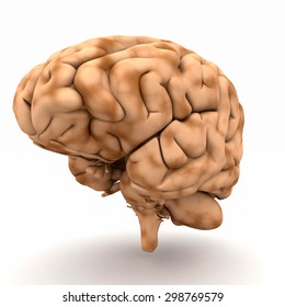 87,072 Human brain white background Images, Stock Photos & Vectors ...