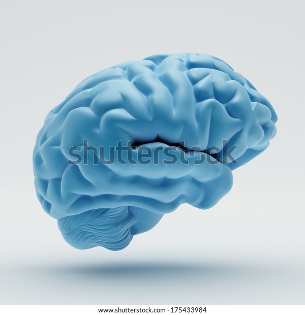 Brain Isolated On White Background Stock Illustration 175433984 ...