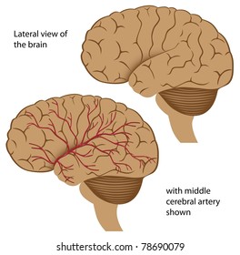 Brain Lateral View Stock Illustration 78690079 | Shutterstock