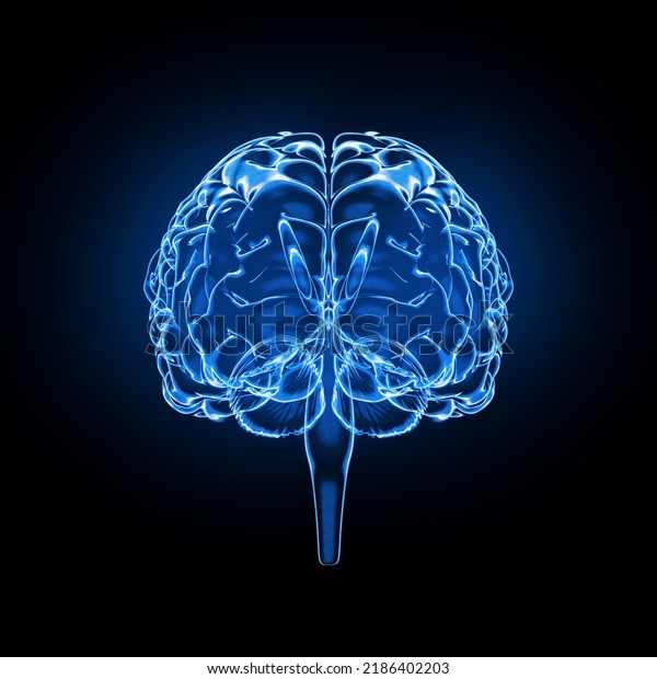 Brain Model Xray Look Isolated On Stock Illustration 2186402203 ...