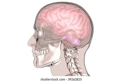 Stock Photo and Image Portfolio by ANATOMIA3D | Shutterstock