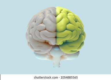 11,676 Front brain Images, Stock Photos & Vectors | Shutterstock