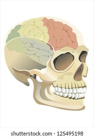 Brain Skull Stock Illustration 125495198 | Shutterstock