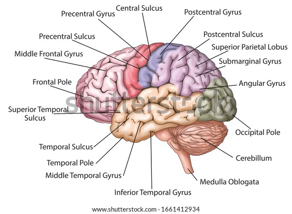 Brain Structure Lobes Descriptions Colored Brain 库存插图 1661412934 ...
