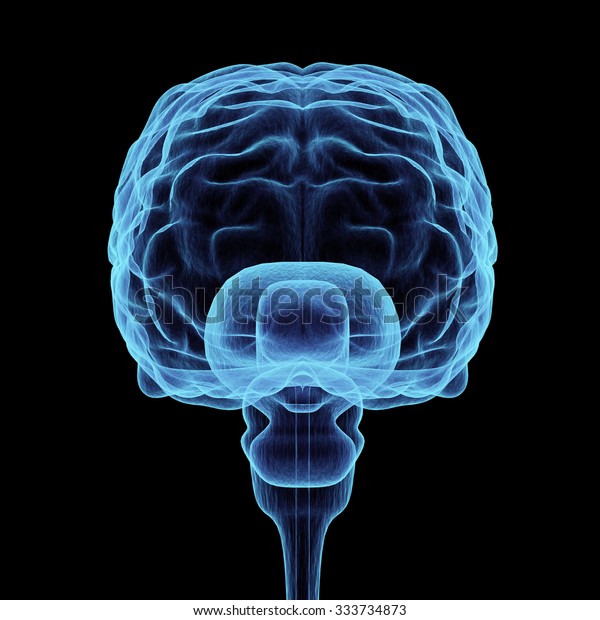Brain Xray Front View 3d Render Stock Illustration 333734873