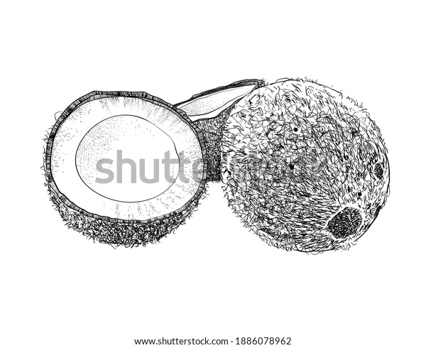 Broken Coconut Coconut Shell Pattern Drawingon Stock Illustration ...