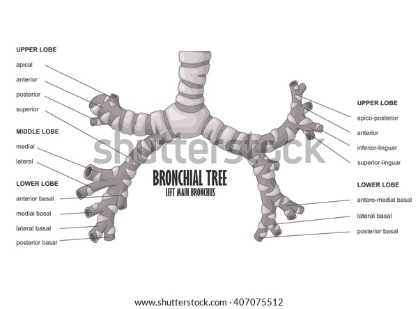 Bronchial Tree Left Main Bronchus Human Stok İllüstrasyon 407075512 ...