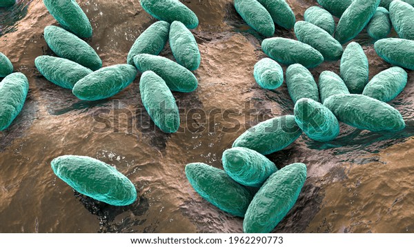 Brucella Bacteria 3d Illustration Gramnegative Bacteria Stock ...