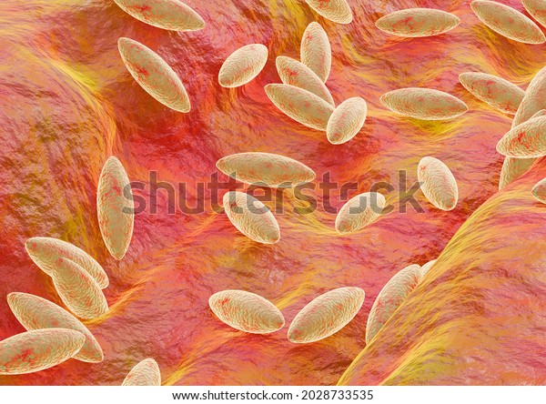 Brucella Bacteria Pathogen That Causes Brucellosis Stock Illustration ...