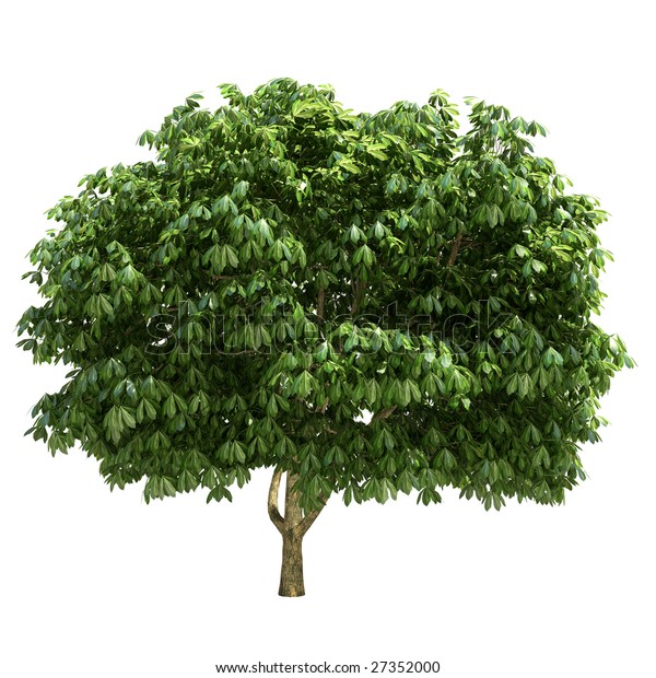 Buckeye Tree Isolated On White Background Stock Illustration 27352000