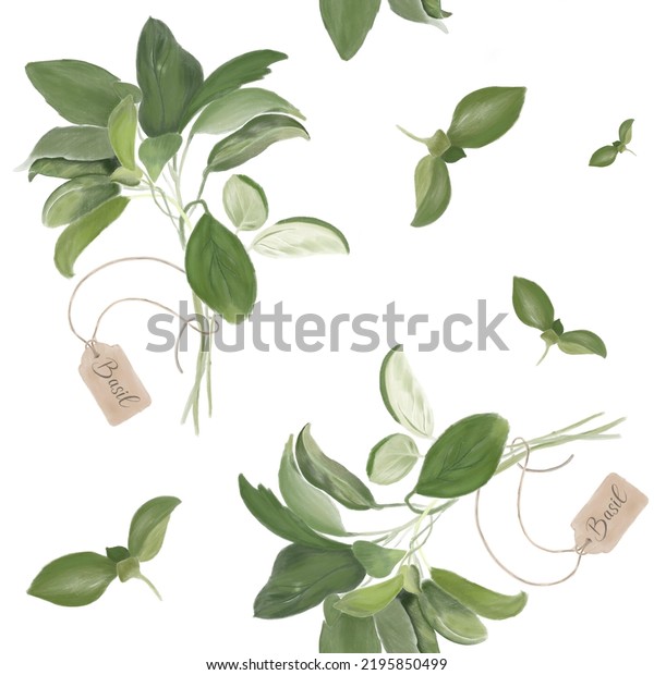 Bunch Green Basil Tied String Stock Illustration 2195850499 | Shutterstock
