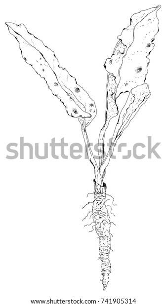 Burdock Common Dock Yellow Root Leaves: ilustración de stock 741905314 ...