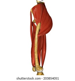 Buttock Muscles Stock Illustration 203854051 | Shutterstock