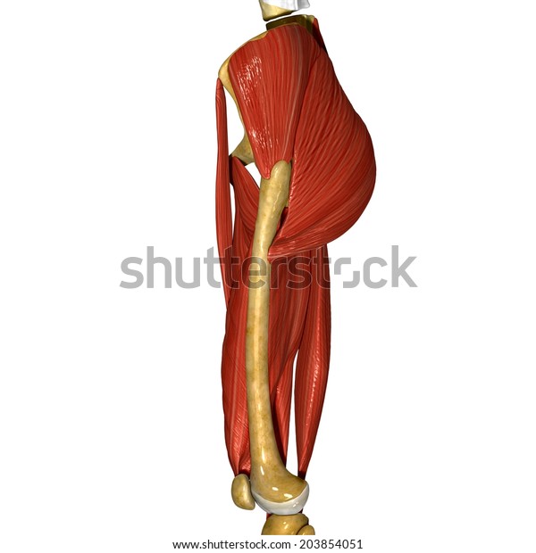 Buttock Muscles Stock Illustration 203854051 | Shutterstock