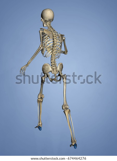 Calcaneus 3d Model Stock Illustration 674464276 | Shutterstock