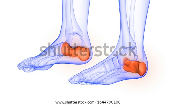 Calcaneus Joints Human Skeleton System Anatomy Stock Illustration ...