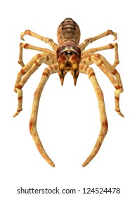571 Camel spiders Images, Stock Photos & Vectors | Shutterstock