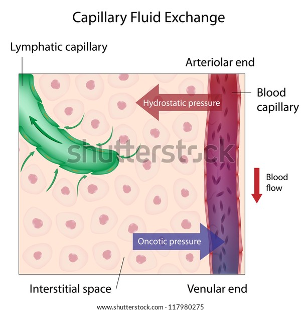Capillary Fluid Exchange Stock Illustration 117980275