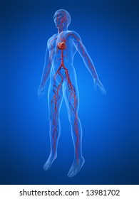 Cardiovascular System Stock Illustration 13981702 | Shutterstock