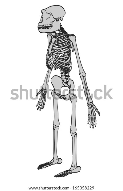 Cartoon Image Australopithecus Afarensis: ilustrações stock 165058229 ...