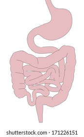 Cartoon Image Digestive System 스톡 일러스트 171226151 | Shutterstock