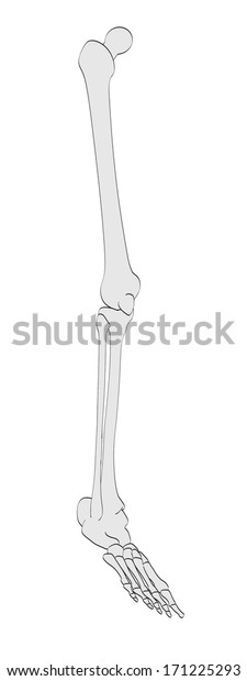 Cartoon Image Leg Bones Stock Illustration 171225293