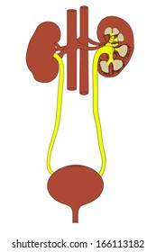 Cartoon Image Urinary System Stock Illustration 166113182 | Shutterstock