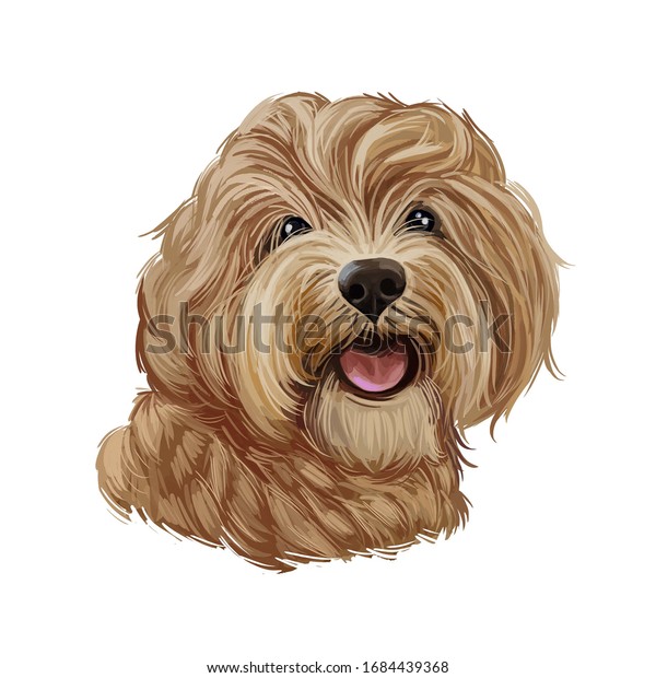 Cavapoo Digital Art Illustration Cute Canine Stock Illustration ...