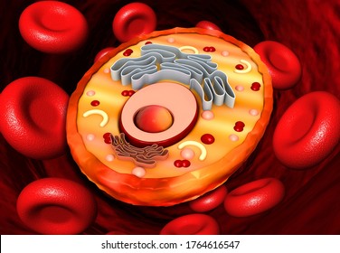 Cell Cross Section Structure Cell Anatomy Stock Illustration 1764616547 ...