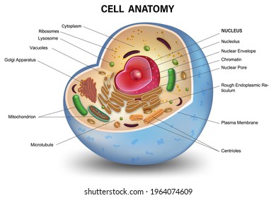 Cell Cross Section Structure Detailed Colorful Stock Illustration ...