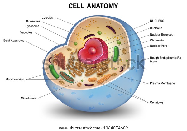 Cell Cross Section Structure Detailed Colorful Stock Illustration ...