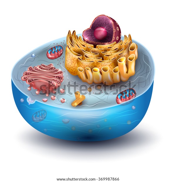 Cell Cross Section Structure Detailed Anatomy: Hình minh họa có sẵn ...