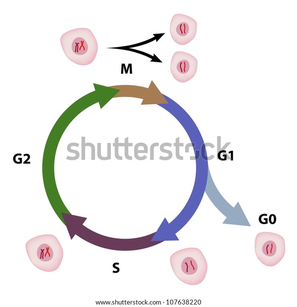Cell Cycle Stock Illustration 107638220