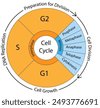 8,437 Mitosis Images, Stock Photos, and Vectors | Shutterstock