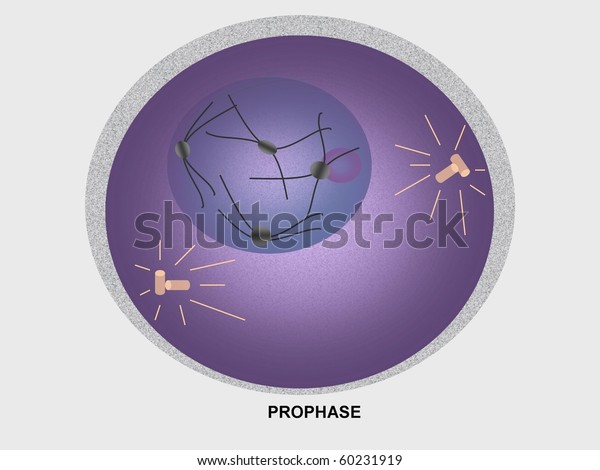 Cell Division Mitosis Prophase Stock Illustration 60231919 | Shutterstock