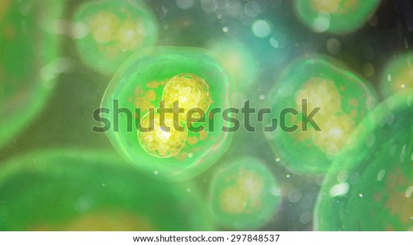 Cell Embryo Mitosis Under Microscope: stockillustratie 297848537 ...