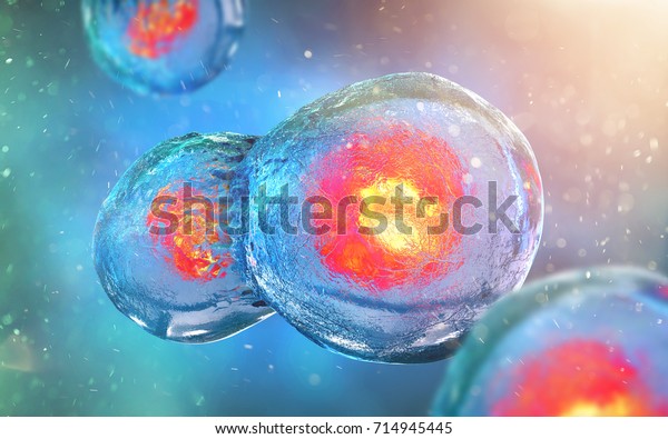 Cell Embryo Mitosis Under Microscope 3d Stock Illustration 714945445