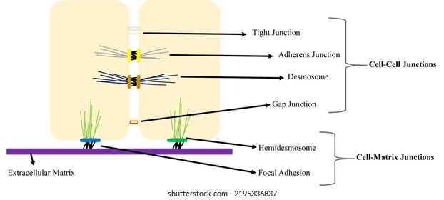 Cell Cell Junctions Such Tight Junction Stock Illustration 2195336837 ...