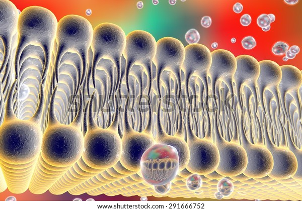 Cell Membrane 3d Illustration Stock Illustration 291666752