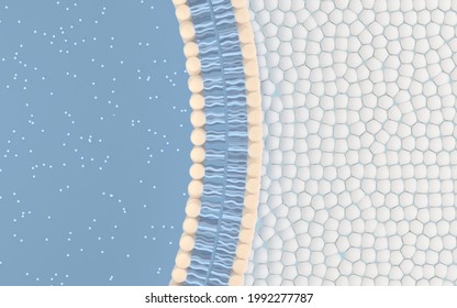 383 Cytoskeleton Images, Stock Photos & Vectors | Shutterstock