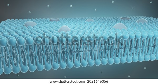 Cell Membrane Structure Lipid Bilayer 3d Stock Illustration 2021646356 ...